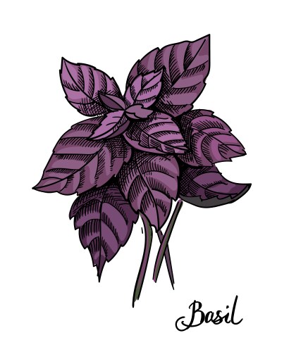 Flat cartoon sketch hand drawn basil leaves Vector Image