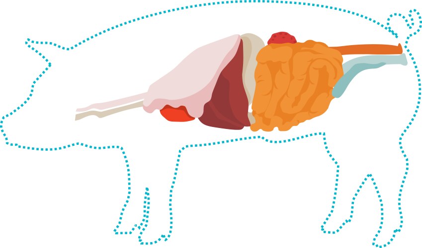 Pig anatomy digestive system Royalty Free Vector Image