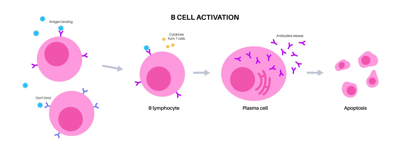B Cell Activation Process Royalty Free Vector Image