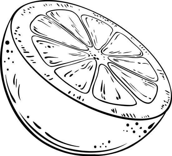 Orange fruit drawing hand drawn line art Vector Image