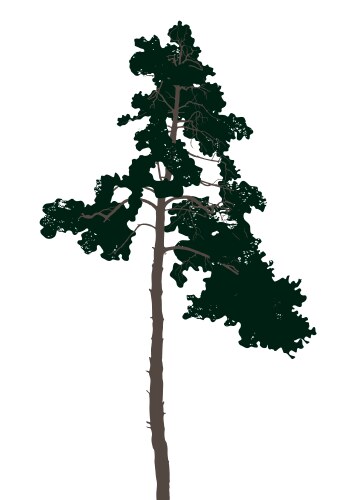 Pine Tree Outline Vector Images (over 16,000)