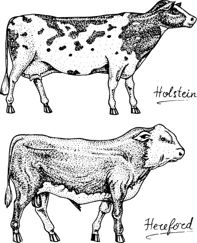 Domestic Cattle Vector Images (over 16,000)