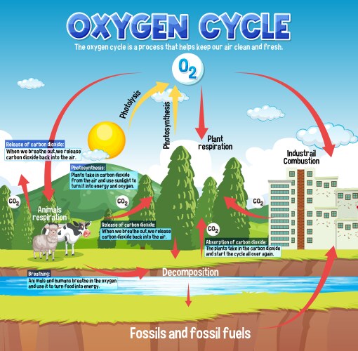 Photosynthesis diagram background Royalty Free Vector Image