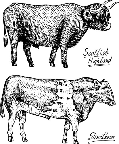 Farm cattle bulls and cows different breeds Vector Image