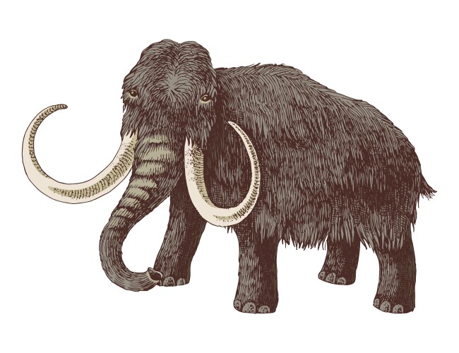Woolly Mammoth Vector Images (over 470)