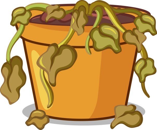 Indoor plant in a pot is broken Royalty Free Vector Image