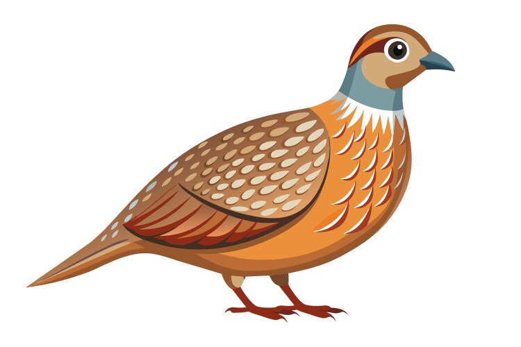Partridge Vector Images (over 580)