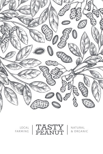 Peanuts groundnut hand drawn Royalty Free Vector Image