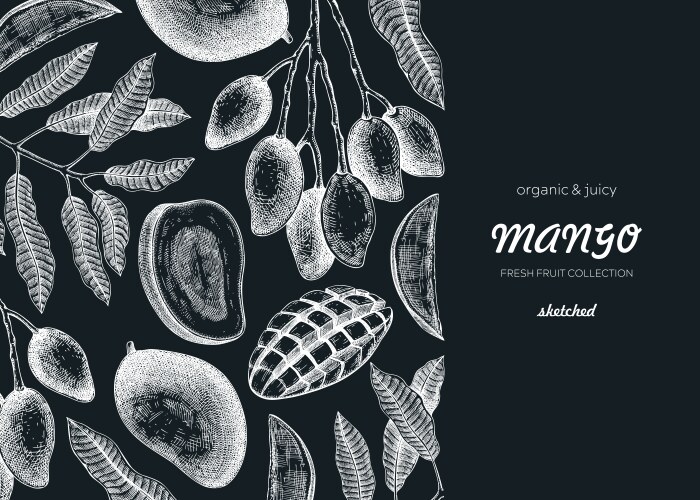 Vintage tropical background ripe mango sketch Vector Image