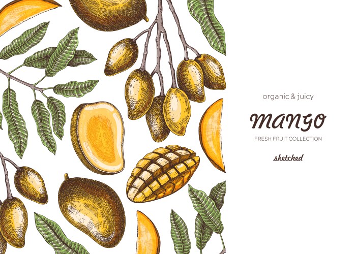 Mango Vector Images (over 20,000)