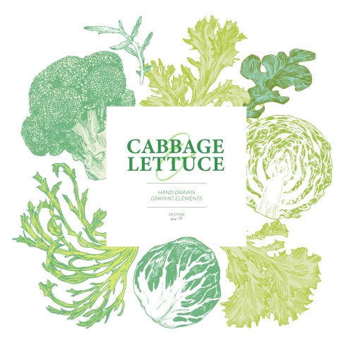Cabbage lettuce engraving vertical banner Vector Image