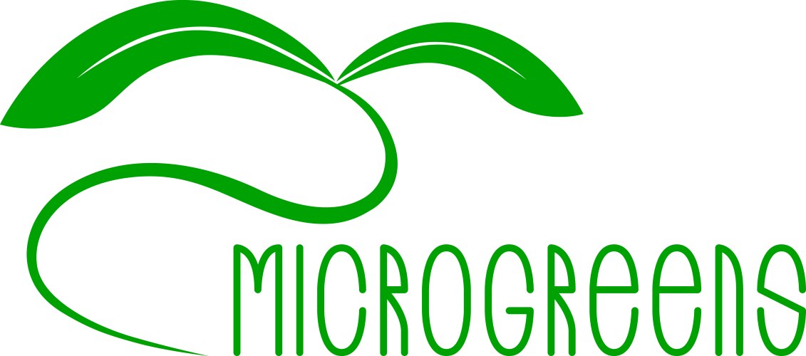 Microgreen types lentils and cabbage sprouts Vector Image