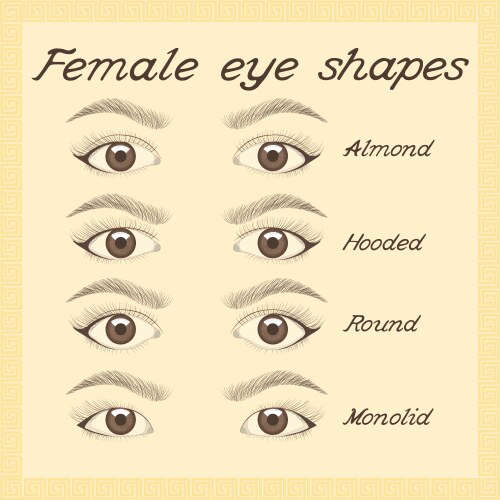 Various male eye shapes Royalty Free Vector Image
