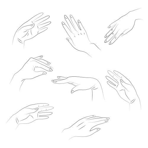 Female hands line outline elegant woman hand Vector Image