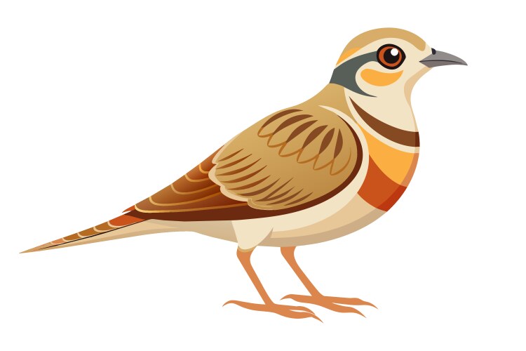 Gander bird on white background Royalty Free Vector Image