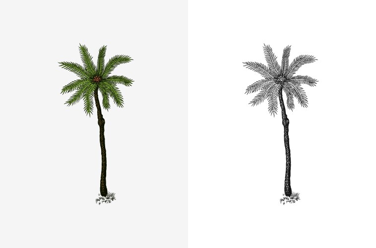 Collection palm trees Royalty Free Vector Image
