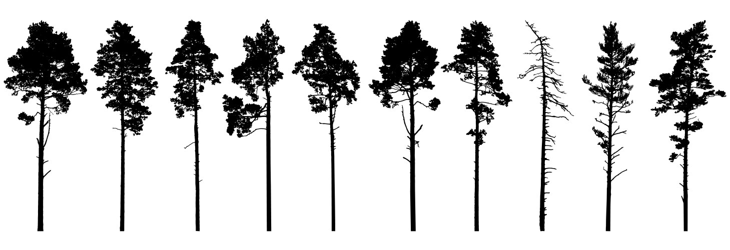 Tall Pine Tree Silhouette Vector Images (over 590)