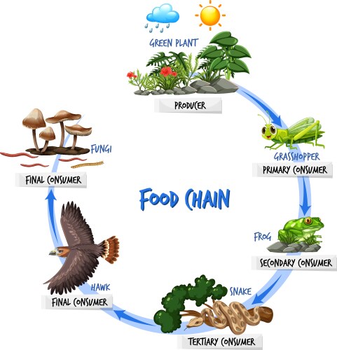 Diagram showing food chain Royalty Free Vector Image