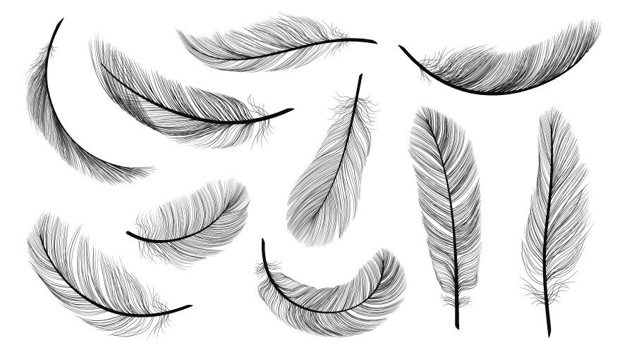Falling Feather Sketch Falling Feather Line Drawing Photos, Images