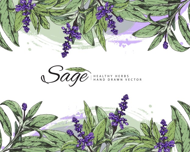 Sage Vector Images (over 5,200)