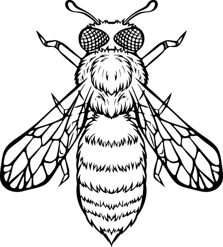 Honey Bee Outline Drawing Vector Images (over 3,600)
