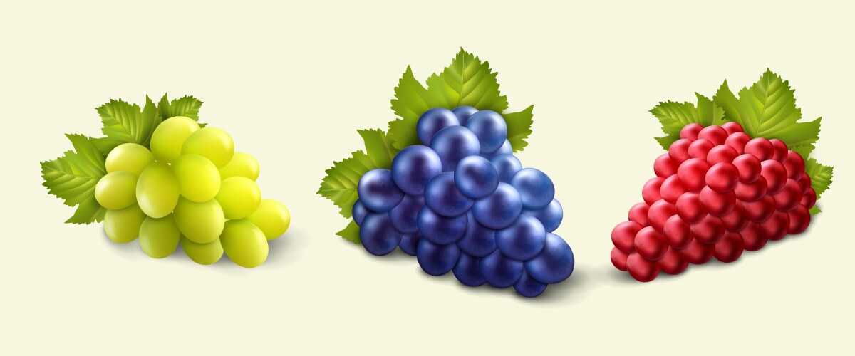 Realistic grape transparent set Royalty Free Vector Image