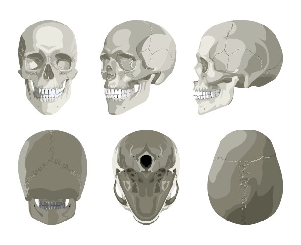 Skull Front Facing Vector Images (over 2,900)
