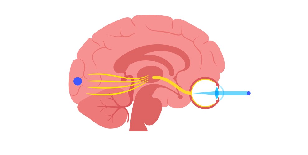 Optic nerve anatomy Royalty Free Vector Image - VectorStock