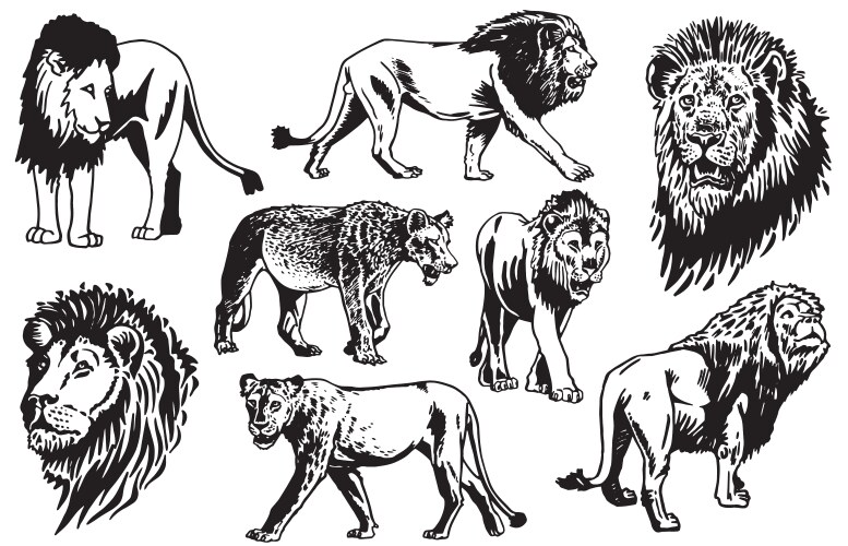 Go Lions Vector Images (over 230)