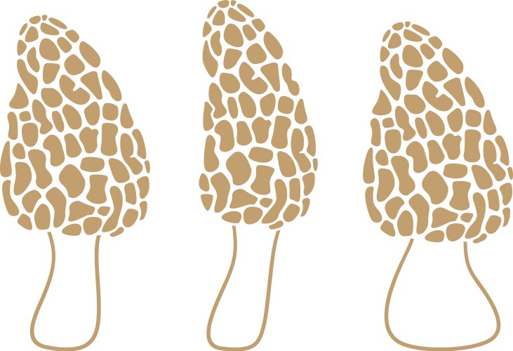 Brown morel mushroom morchella elata edible Vector Image
