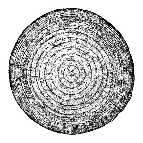 Tree rings stamp trunk cross section wooden Vector Image