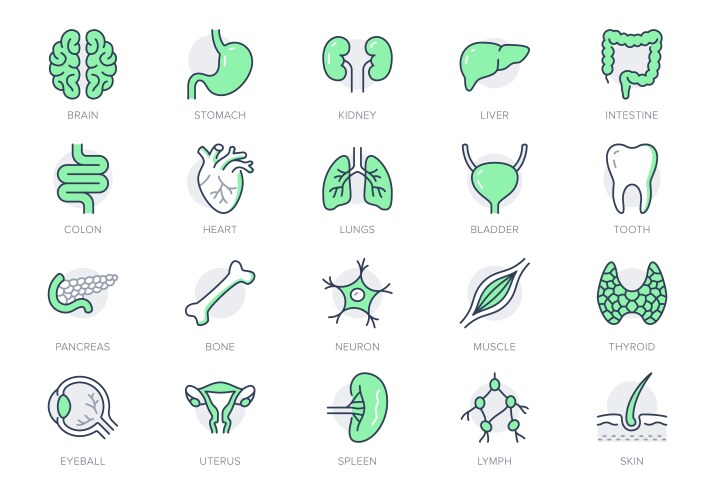 Set color linear icons human organs Royalty Free Vector