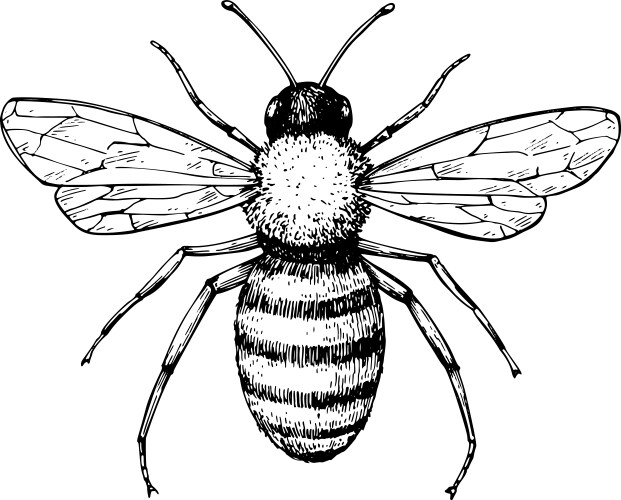 Bee Outline Vector Images (over 22,000)