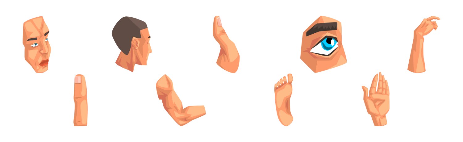 Man Body Parts Structure Vector Images (over 200)