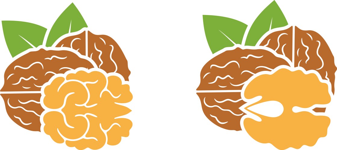 Walnut Royalty Free Vector Image - VectorStock