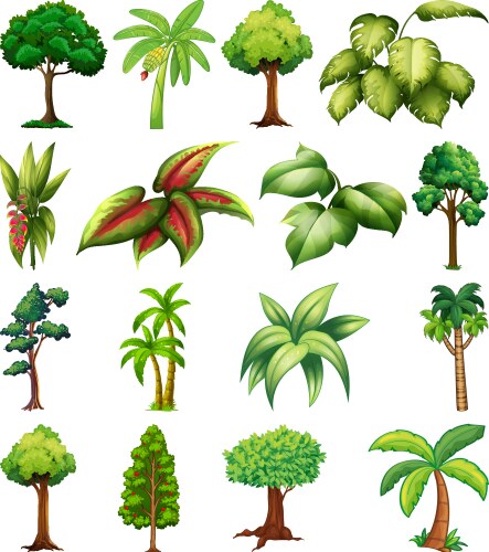 Parts of a plant Royalty Free Vector Image - VectorStock