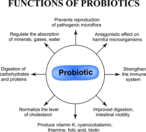 Functions of prebiotics infographics Royalty Free Vector