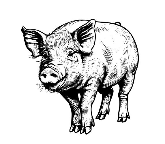 Pig in graphic style hand drawing Royalty Free Vector Image
