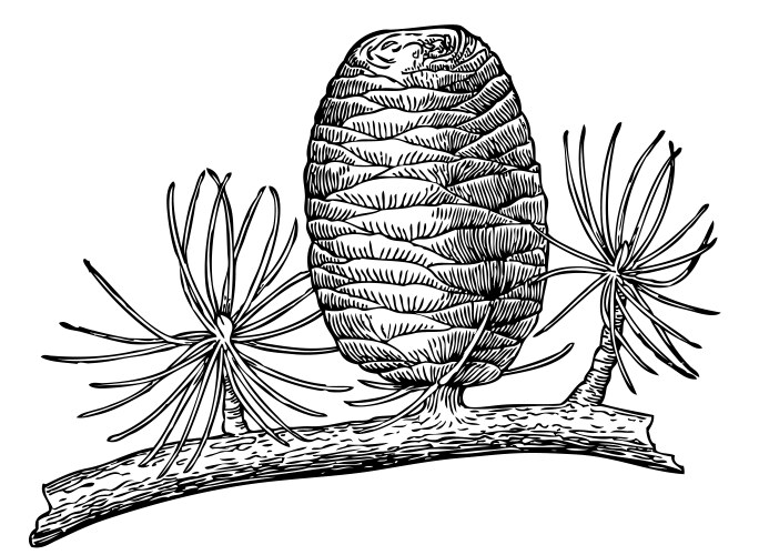 Pinecone Vector Images Over 6 900