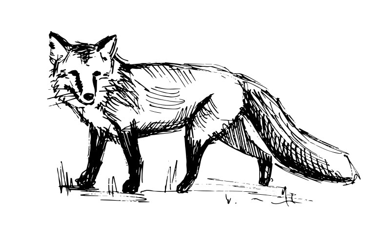 Fox Line Drawing Vector Images (over 6,100)