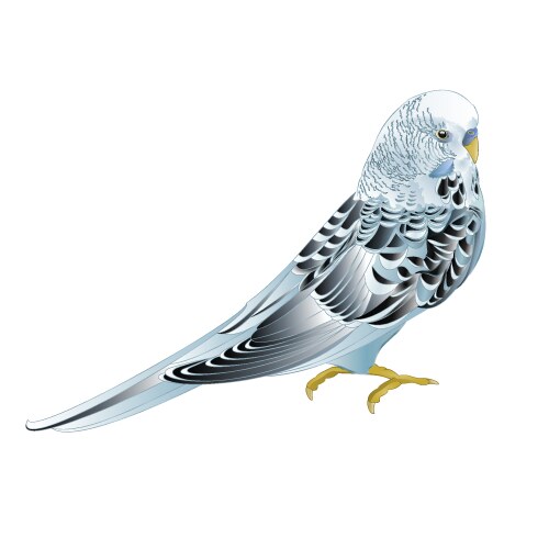 Cartoon blue budgie parakeet on white background Vector Image
