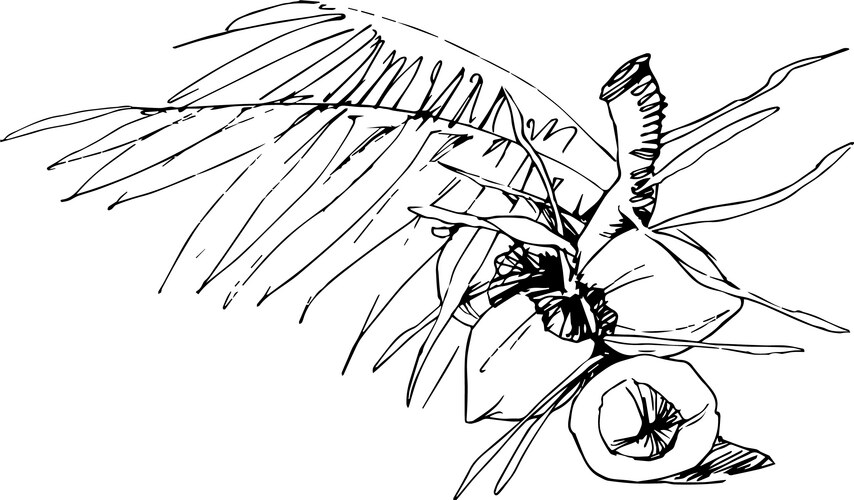 coconut tree leaves coloring page