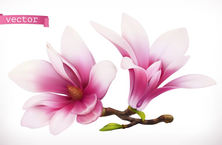 Magnolia Vector Images (over 7,700)