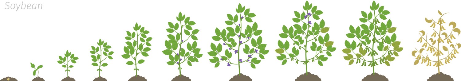 Soy growth stages soybean vegetable plant growing Vector Image