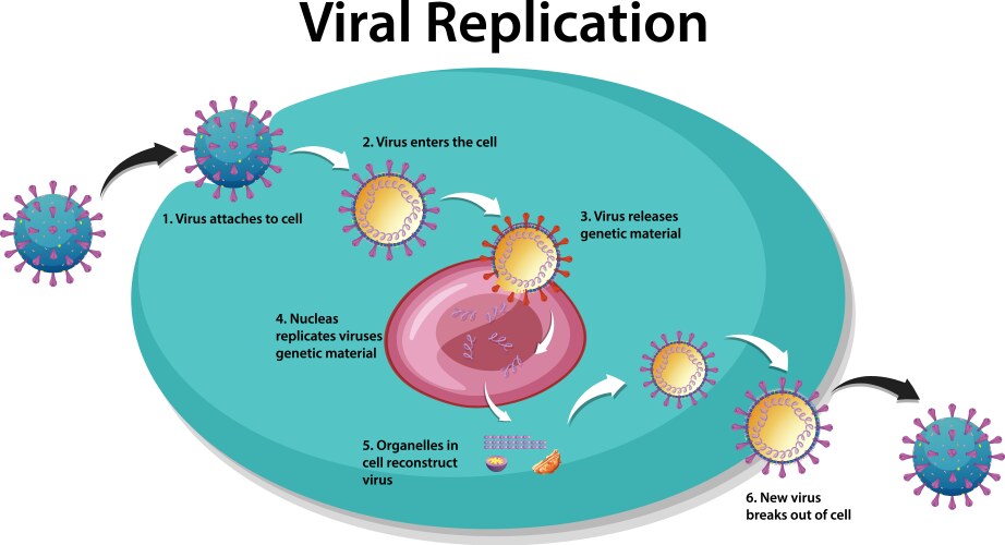 Viral Replication Vector Images (over 340)