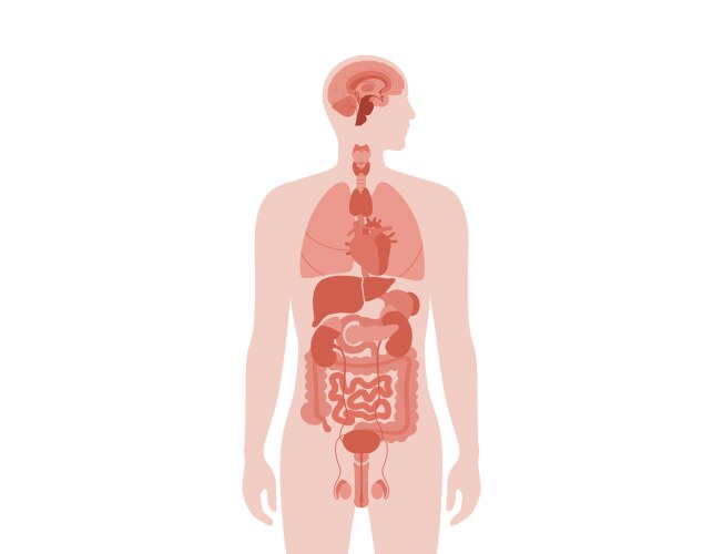 Human Endocrine System Diagram Royalty Free Vector Image