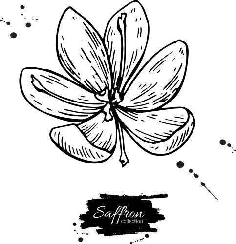 Graphic saffron flowers Royalty Free Vector Image