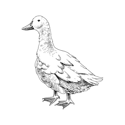 Duck Outline Vector Images (over 10,000)