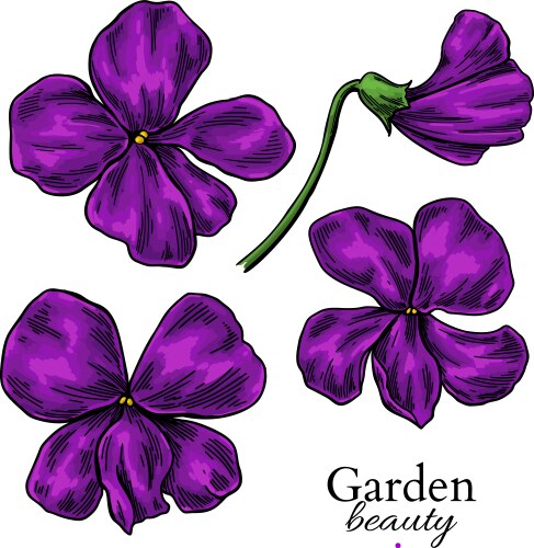 Violet flower drawing hand drawn engraved Vector Image