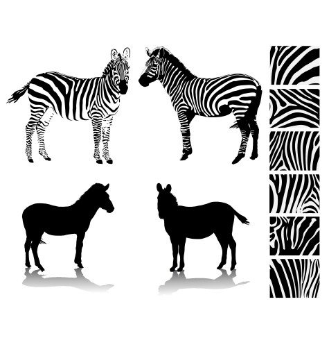 Zebra Vector Images (over 35,000)